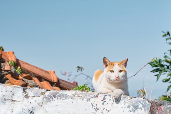 Mengenal Pulau Kucing di China, yang sudah dibangun sejak 2022! – Kiddles